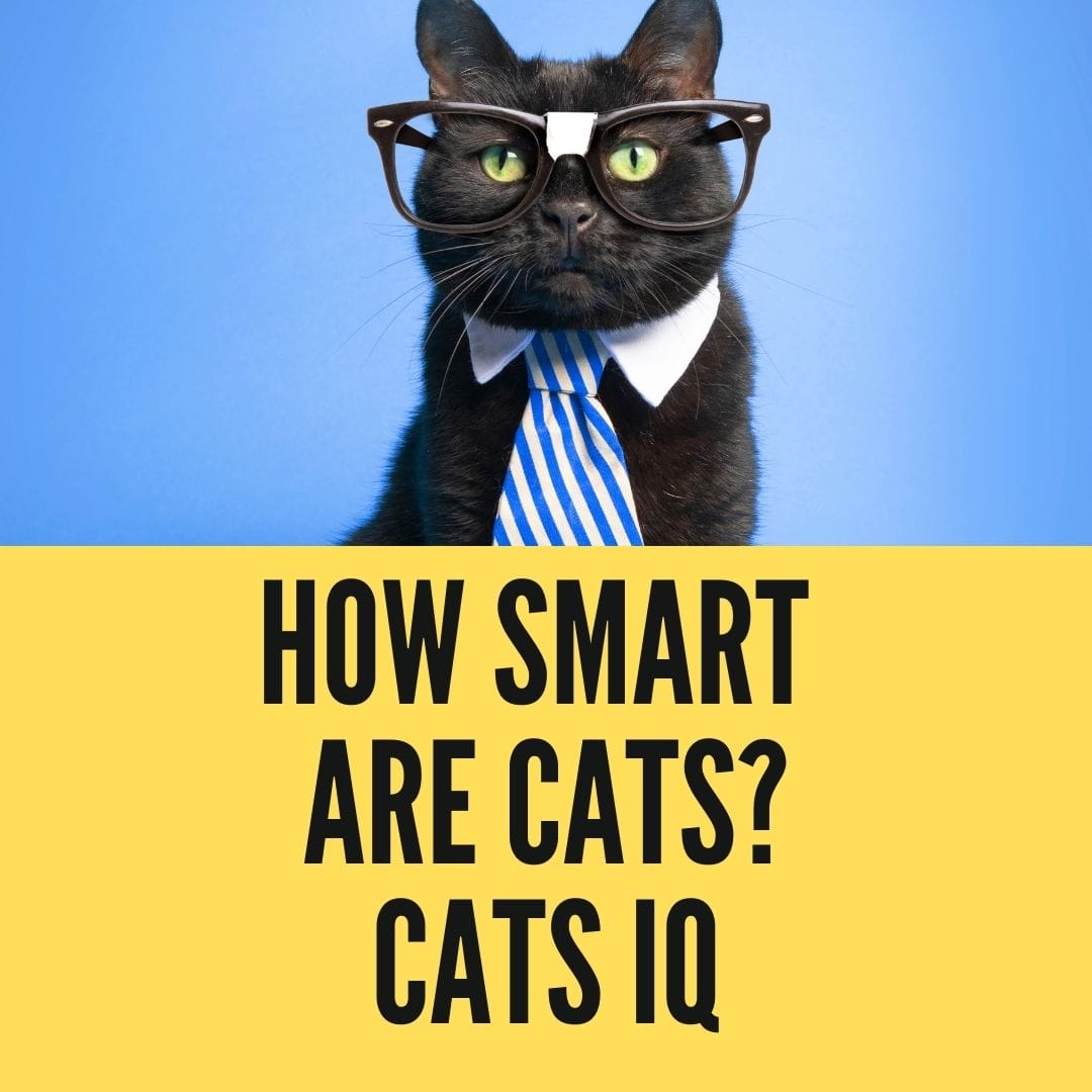 How Smart Are Cats? Top Cat Intelligence Secrets You Didn't Know ...