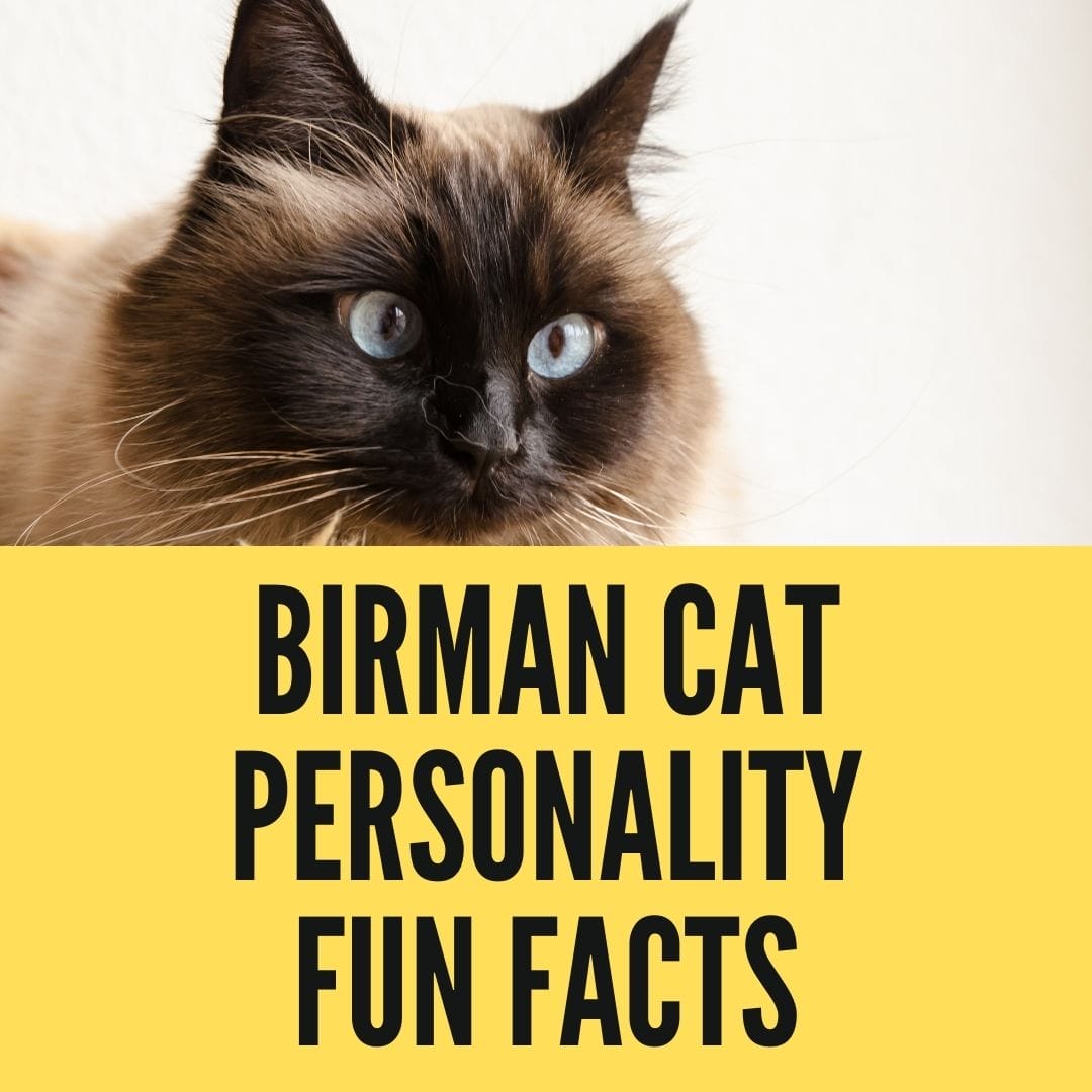 Birman Cat Personality- Fun Facts - Birman Cats Guide