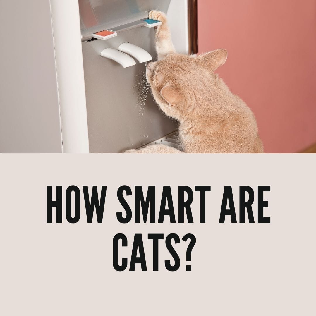 How Smart Are Cats? Are Cats The Smartest Pet? - Birman Cats Guide