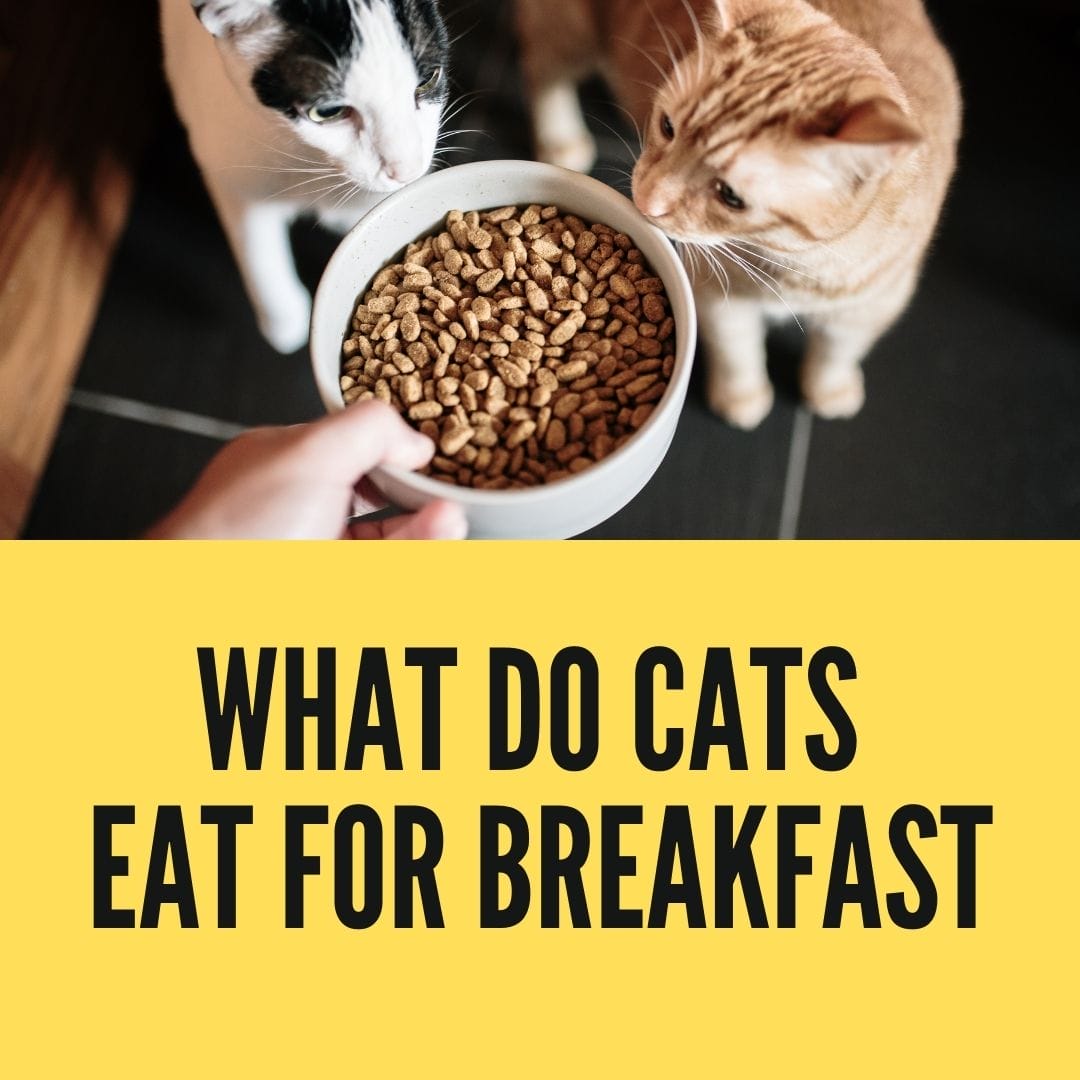 What Do Cats Like to Eat For Breakfast in Your Home? - Birman Cats Guide