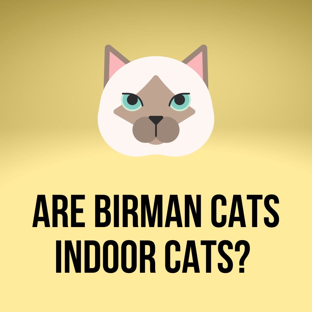 Are Birman Cats Indoor Cats? ( 5 Reasons Why) - Birman Cats Guide